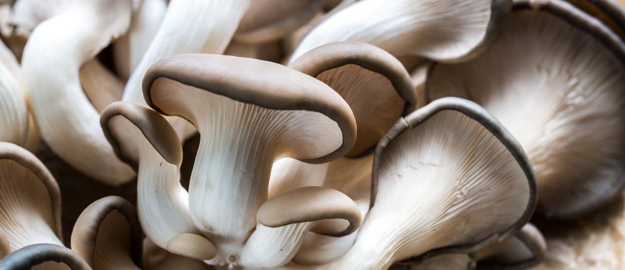DIY - Faire pousser des pleurotes - Des champignons toute l année