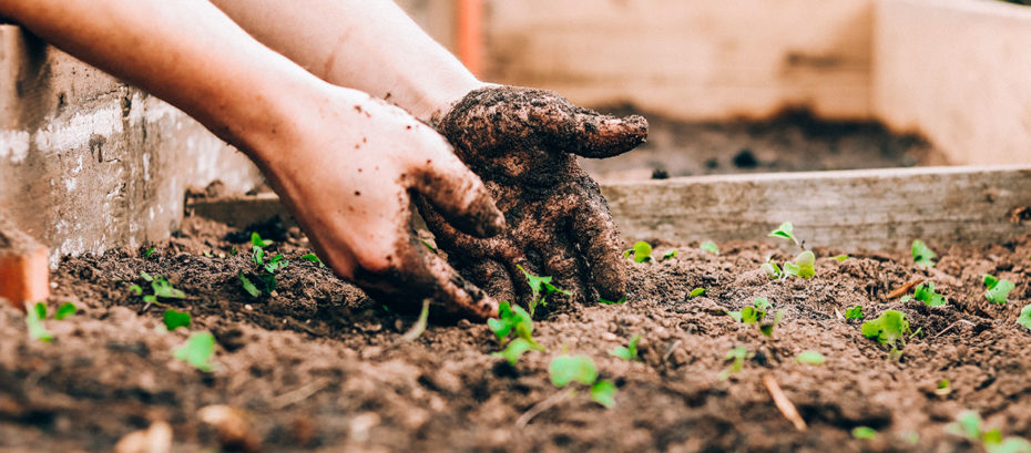 Jardinage : Que planter et semer dans son potager en février