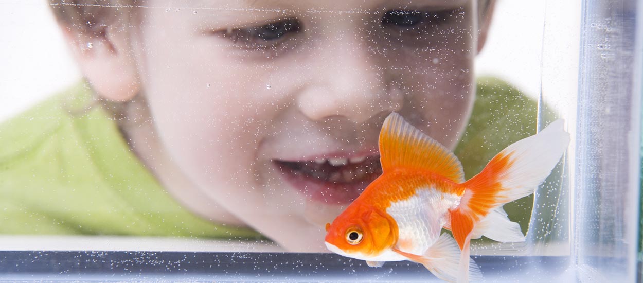 Comment adopter un poisson et choisir son bocal ? - 18h39