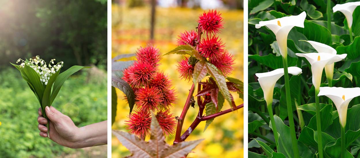Attention à ces plantes toxiques qui se trouvent dans votre jardin