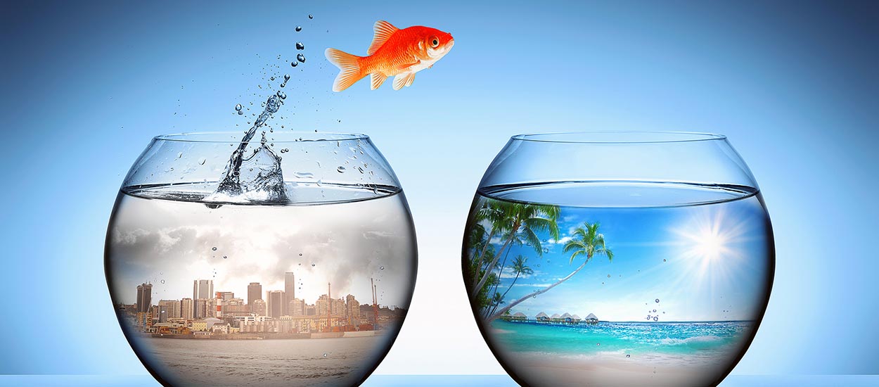 Un aquarium recueille des poissons rouges pour leur éviter la vie en bocal