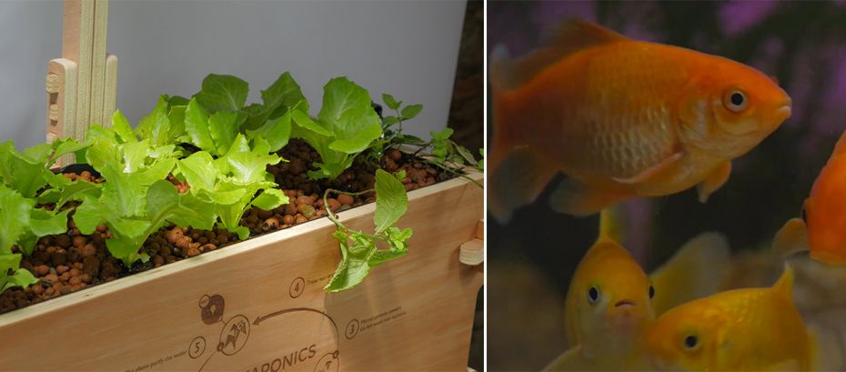 Aquaponie : la taille de votre aquarium est-il adapté au bien-être des ...