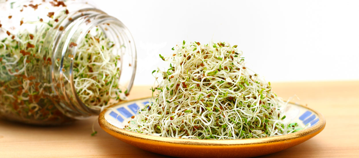 Comment Fabriquer Un Germoir Maison | Ventana Blog