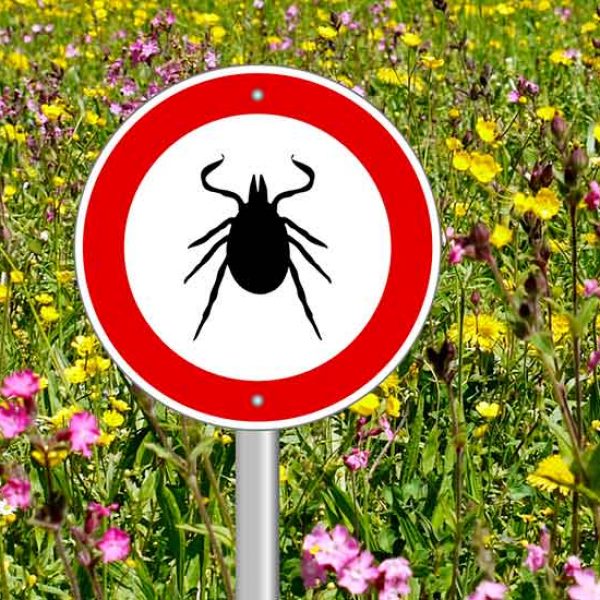 Comment se débarrasser des aoûtats dans son jardin et éviter les piqûres