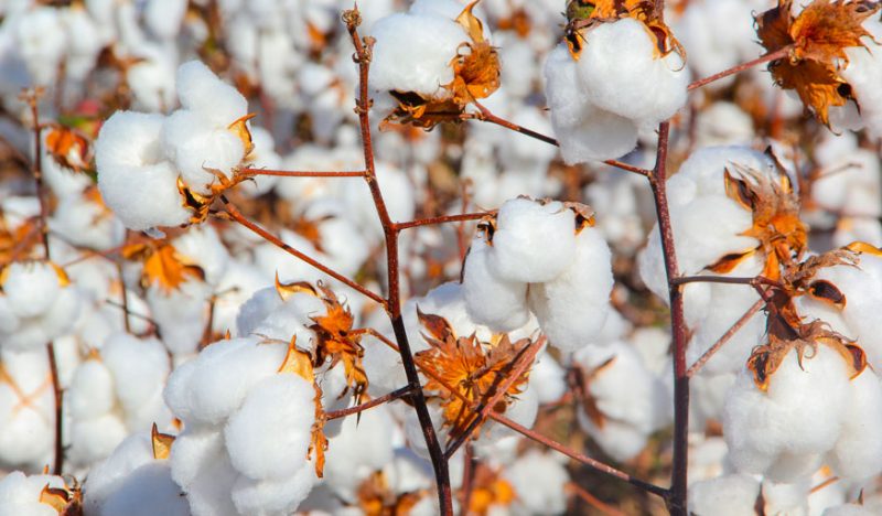 Et si vous faisiez pousser du coton dans votre jardin