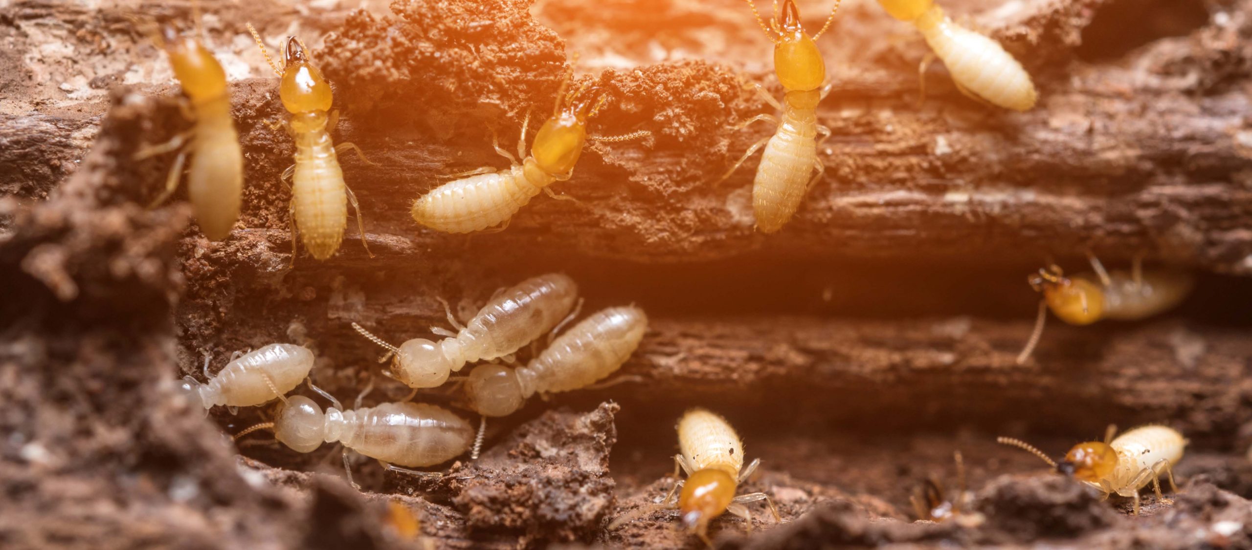 Comment se débarasser des fourmis blanches : les termites