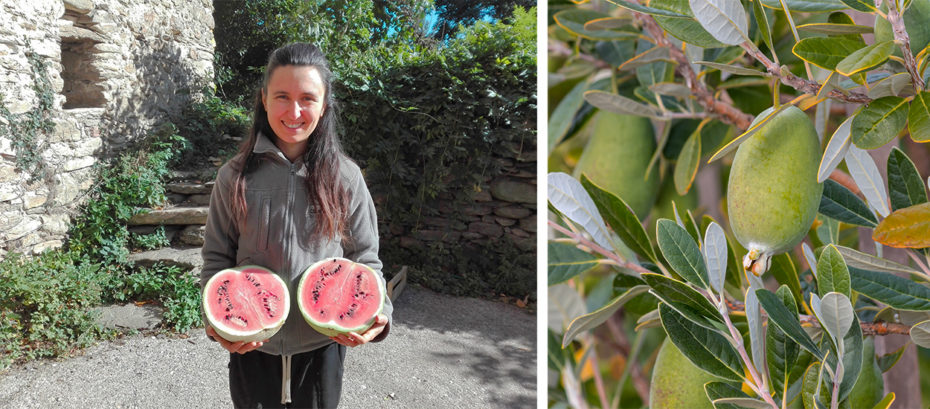 13 variétés de fruits et légumes rares à planter dans son jardin