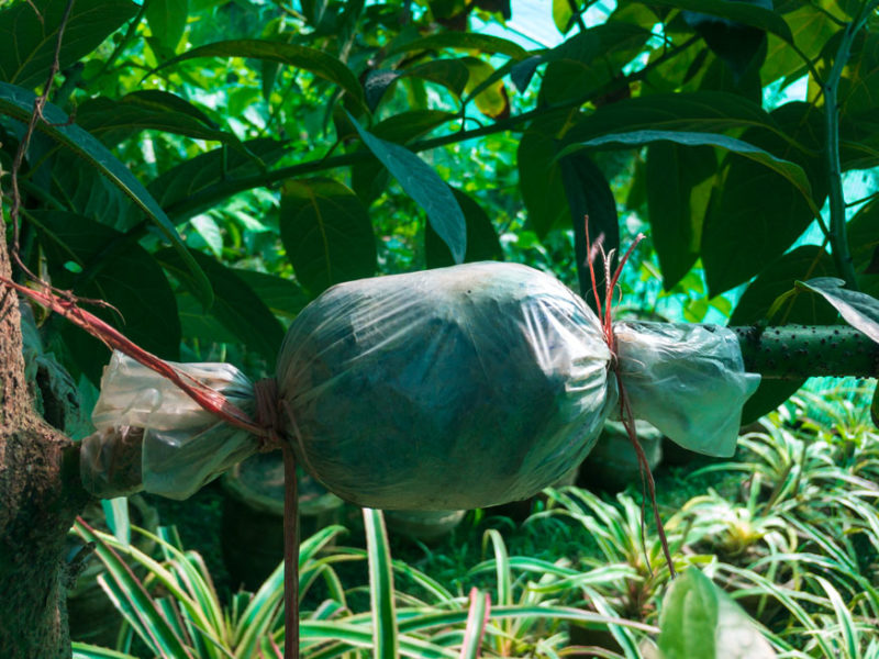 Tout savoir sur le marcottage pour multiplier ses plantes gratuitement