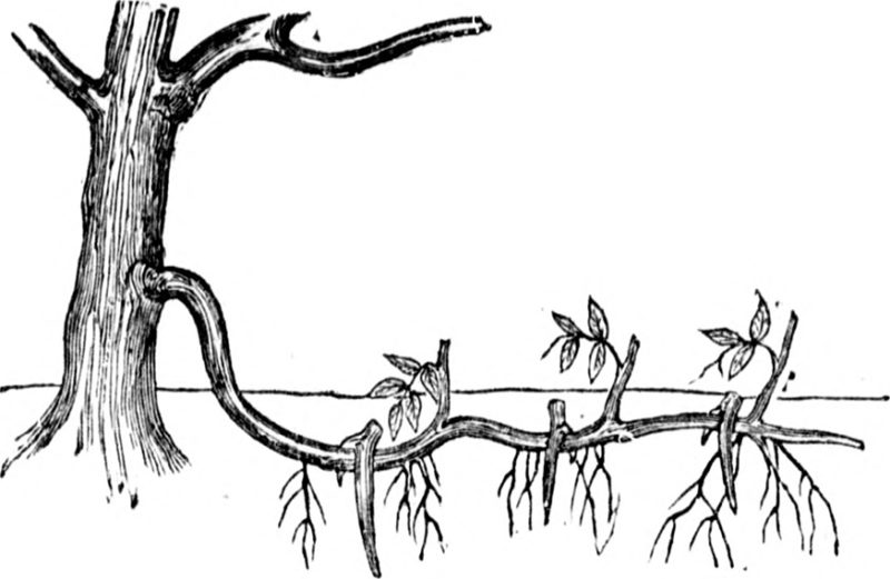 Tout savoir sur le marcottage pour multiplier ses plantes gratuitement