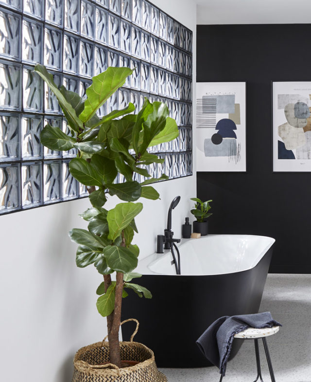 Plante Salle De Bain Sombre