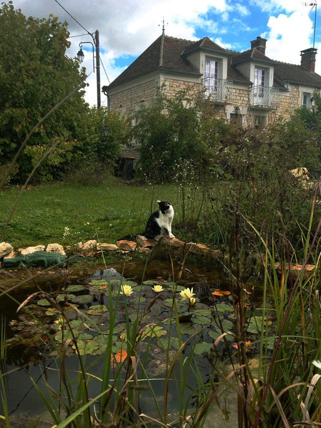 Comment construire et entretenir une mare dans son jardin