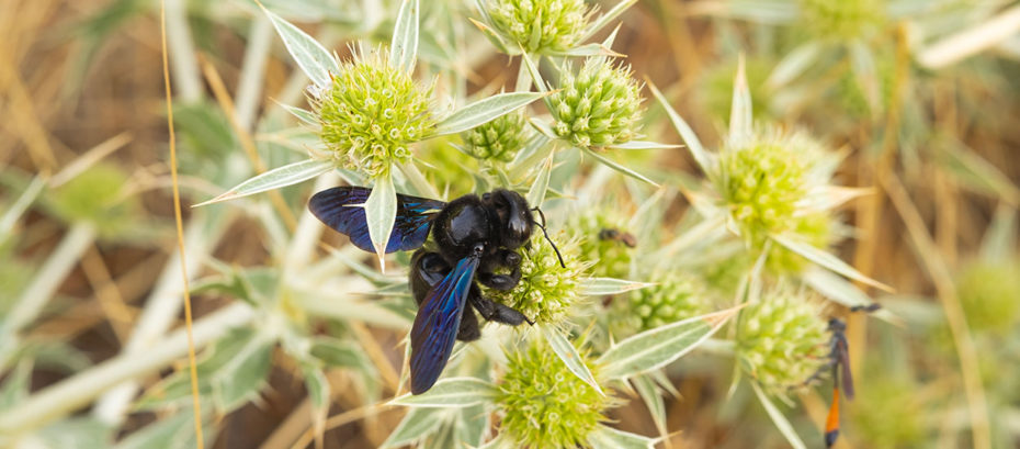 Jardin : l'abeille bleue, qui est-elle et faut-il la redouter