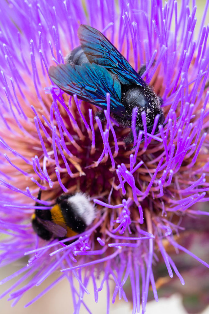 Jardin : l'abeille bleue, qui est-elle et faut-il la redouter