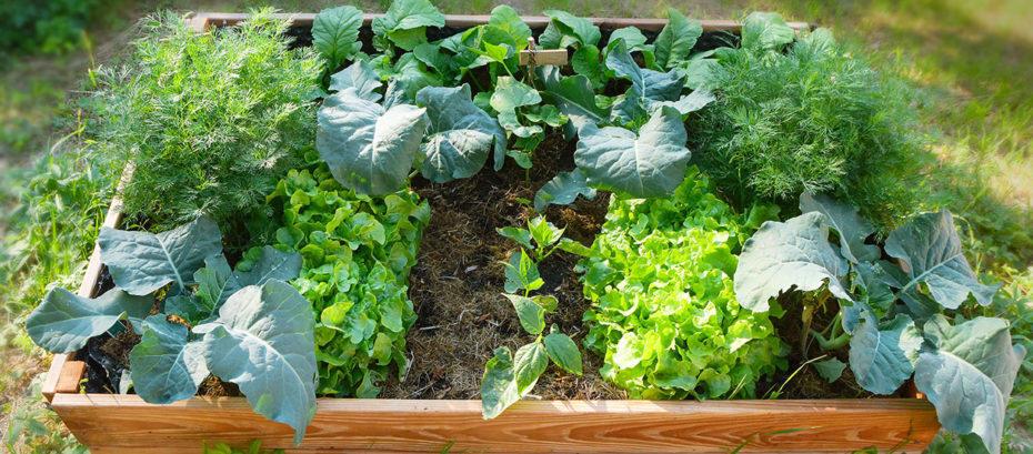 6 conseils pour réussir son carré potager