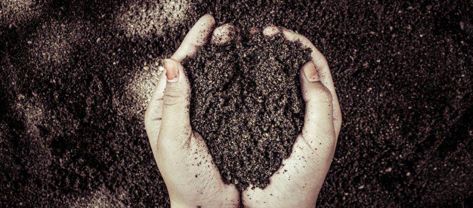 Jardinage : quel terreau choisir pour quelle plante